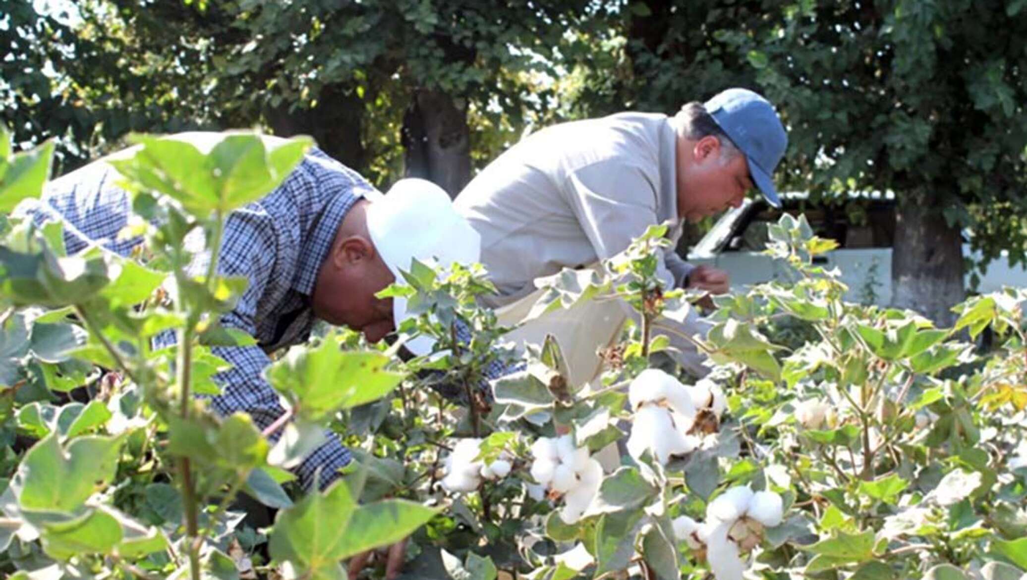 Суғд: маъракаи пахтачинӣ оғоз ёфт. Оё табибону омӯзгорон сафарбар мешаванд? - 13.09.2020 ...