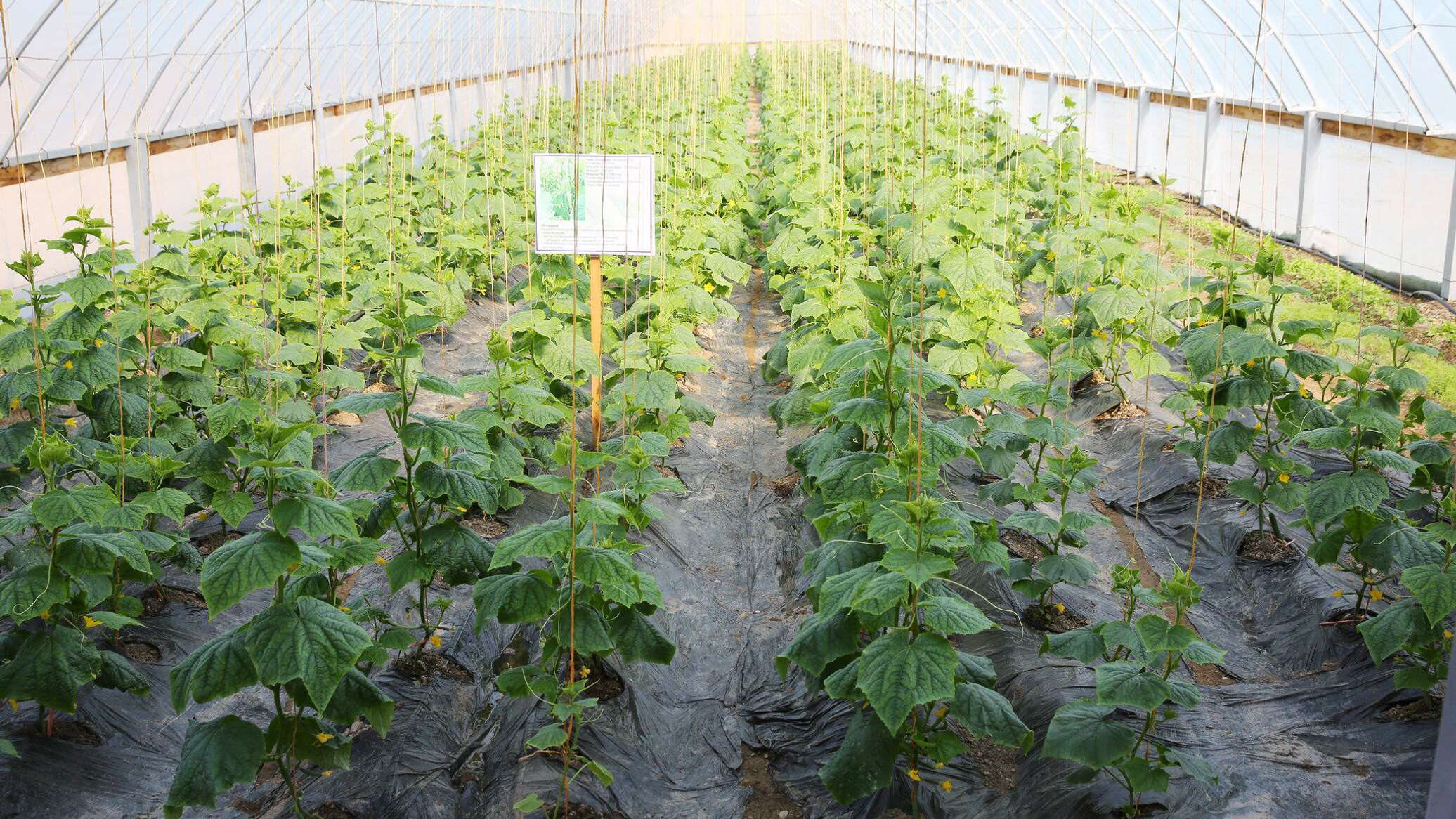 В ГБАО бизнесмен строит огромные теплицы